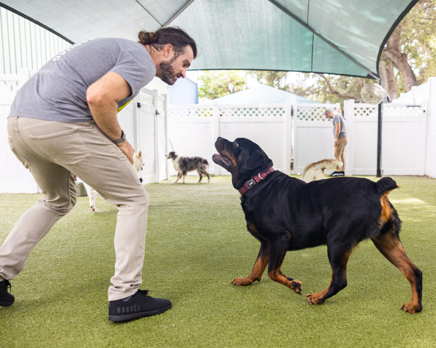 The Role of Positive Reinforcement in Dog Daycares
