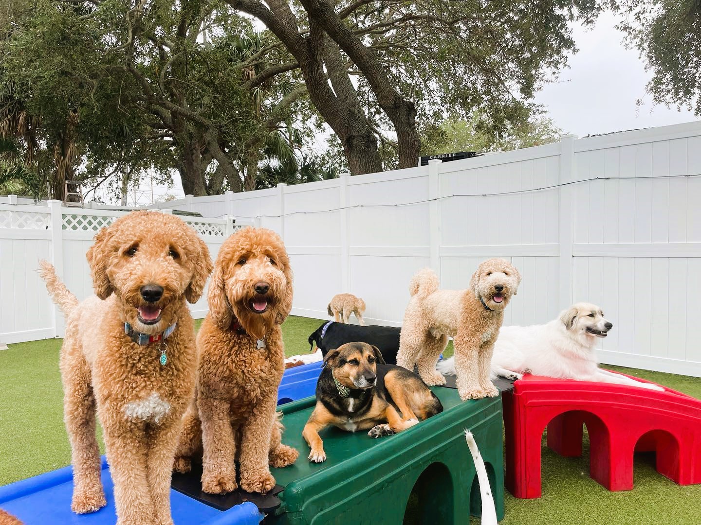 The Importance of Pet Resorts During the Holiday Season | Paws 'n' Rec