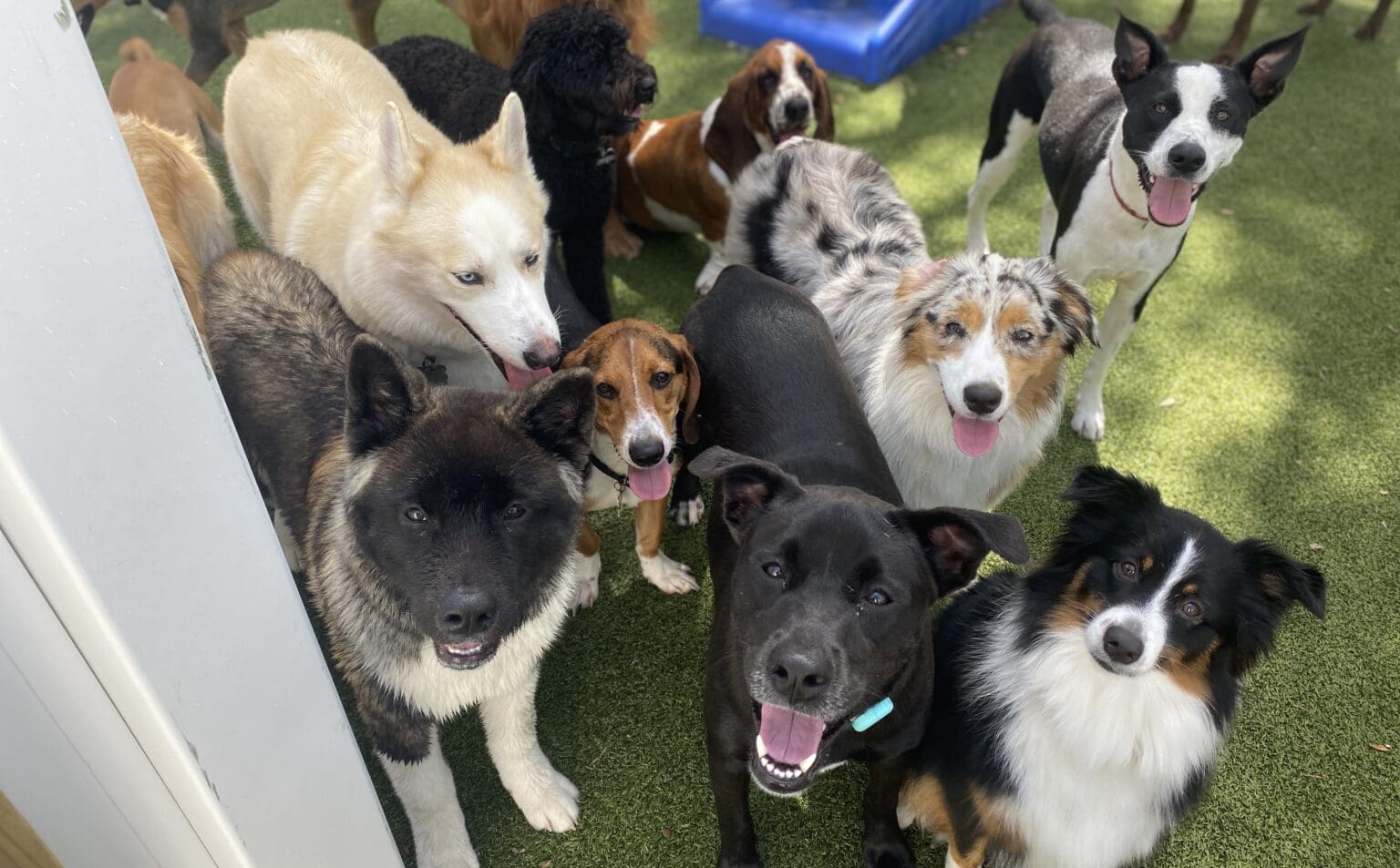 The Benefits of Dog Daycare Membership | Paws 'n' Rec
