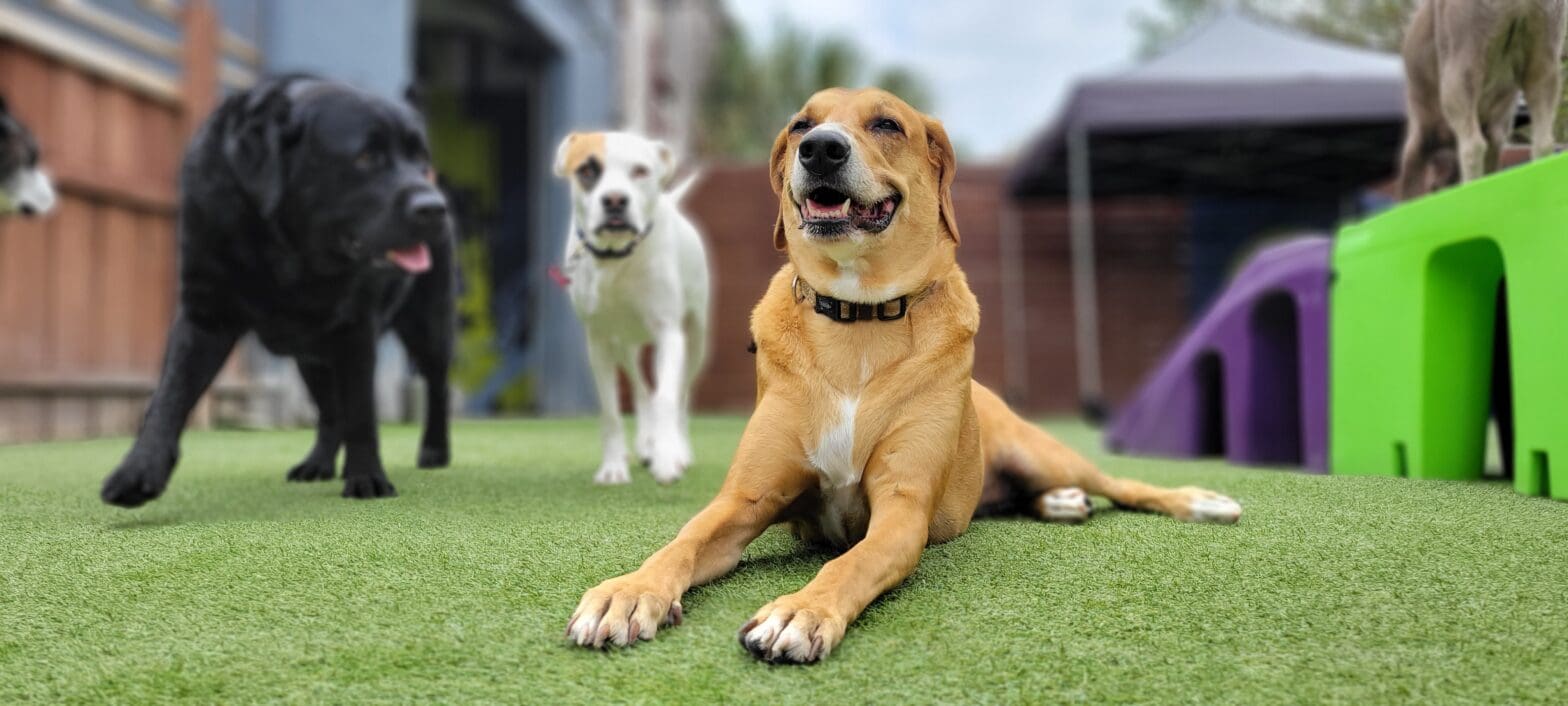 4 Top Things to Do with Dogs in St. Pete | Paws 'n' Rec